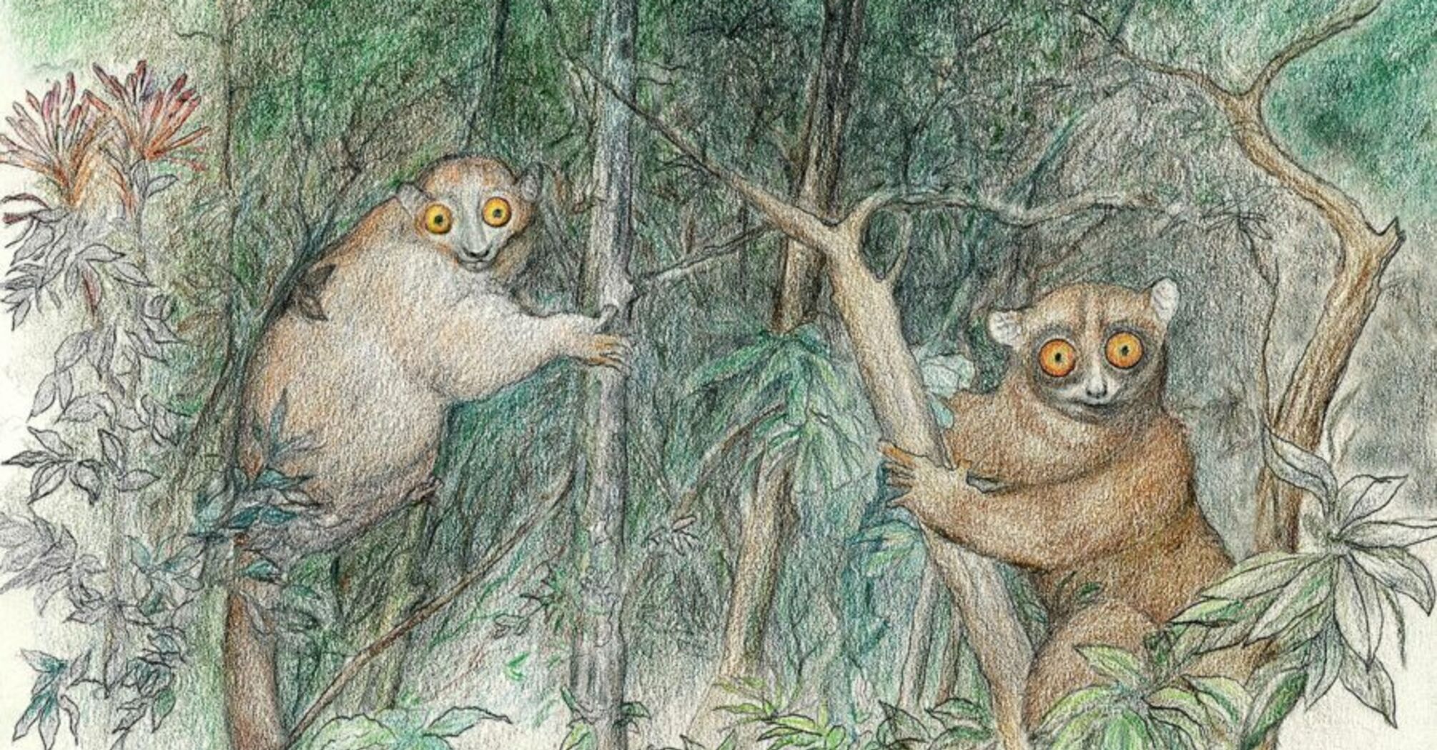 Two new species of ancient primates discovered: they resemble lemurs